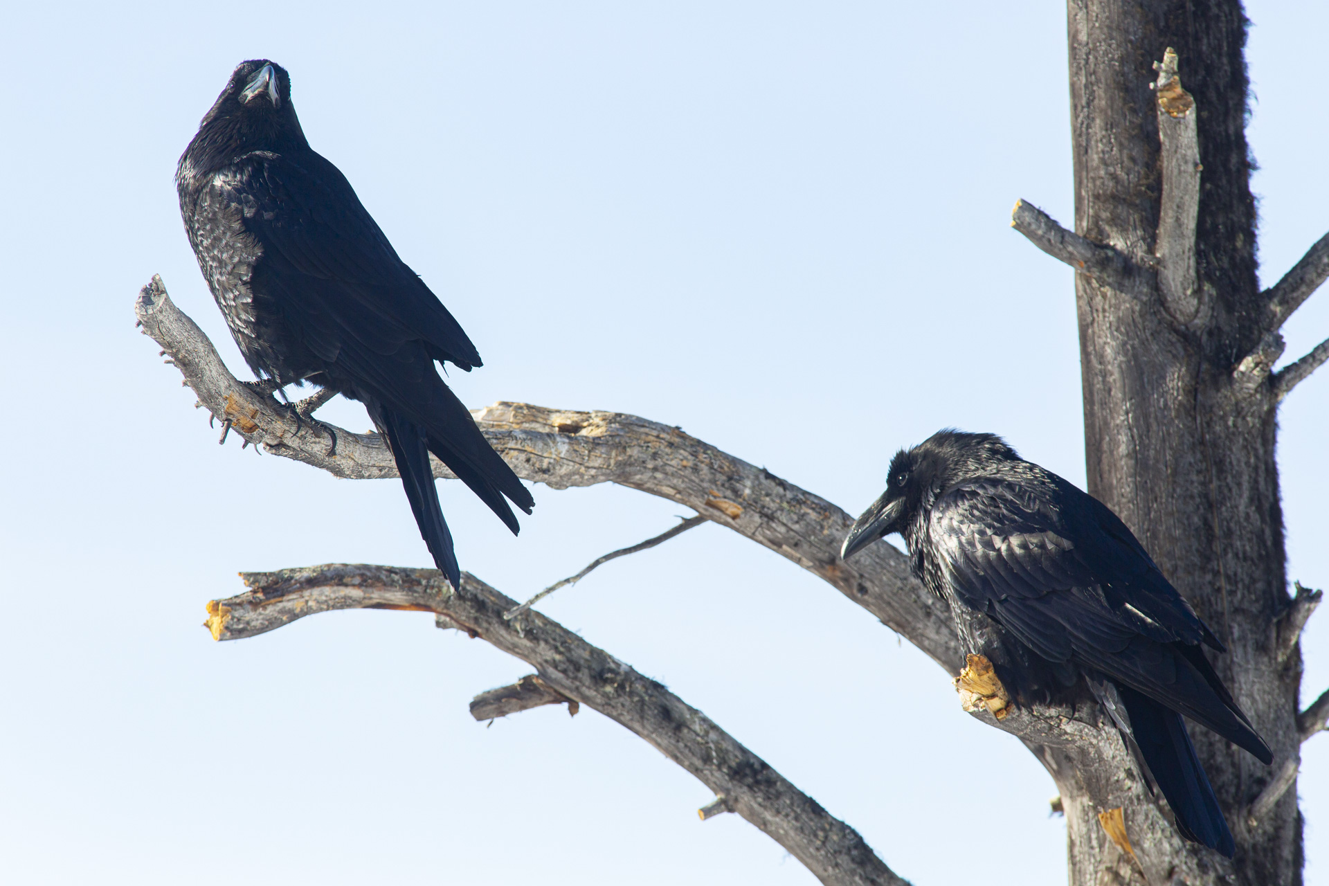 Galleri - Tor Tuorda
