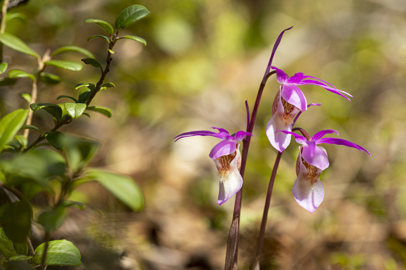 40 nornor i oskyddad kontinuitetsskog - Tor Tuorda