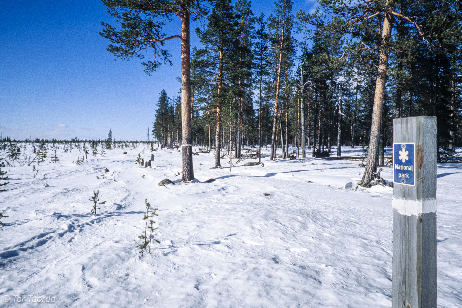 Kalhygge eller nationalpark - Tor Tuorda